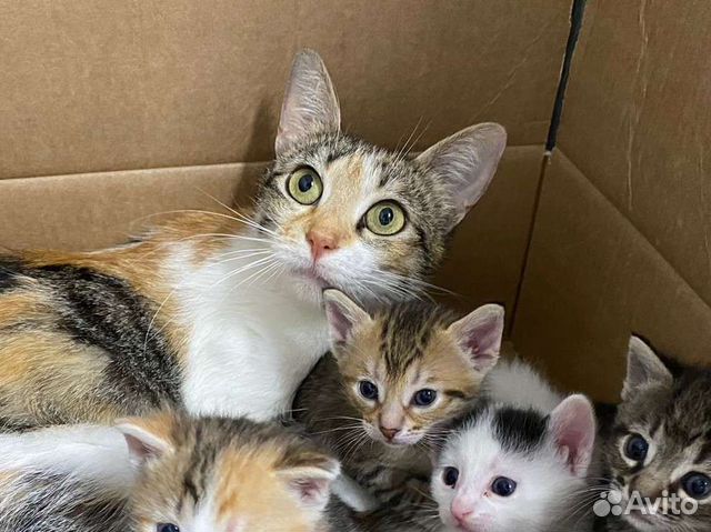 Кошка Матрёшка