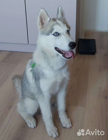 Сибирский хаски