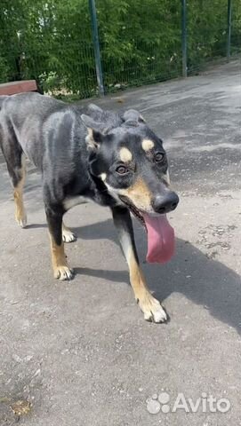 История предательства Макса бесчеловечна