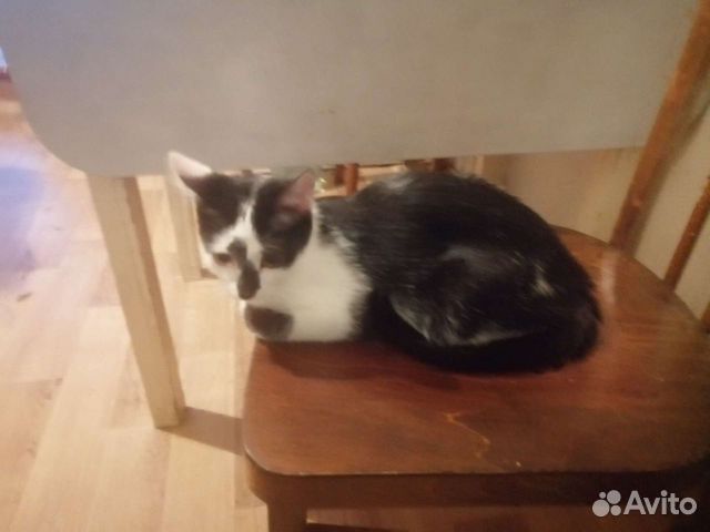 Несчастный котик