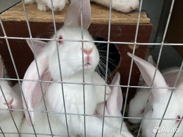 Кролики белый паннон