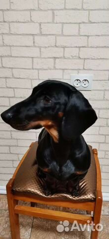 Такса ищет кавалера