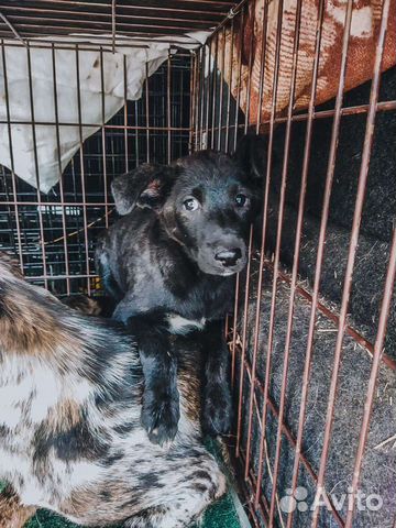 Щенок в добрые руки