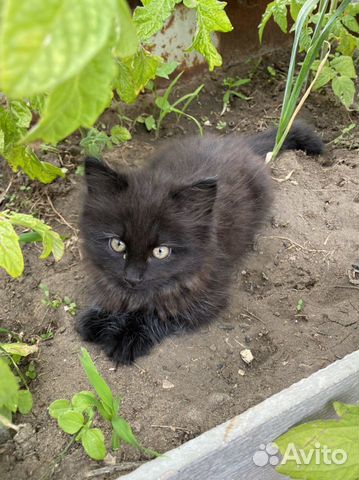 Черный котенок