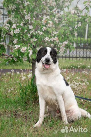 Статный белый красавец пёс Боня в добрые руки