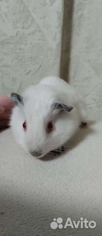 Морская свинка мальчик
