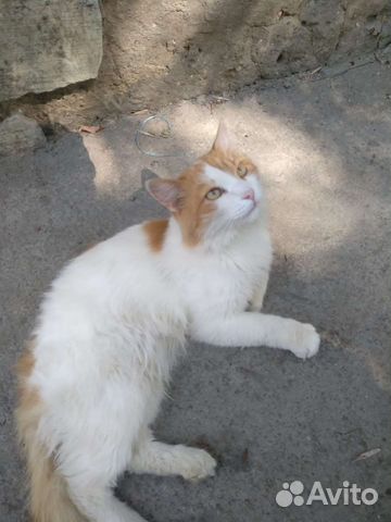 Котик