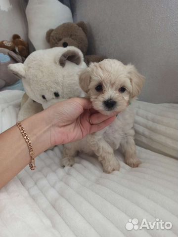 Мультипул f1 mini нежный мальчик лимонад