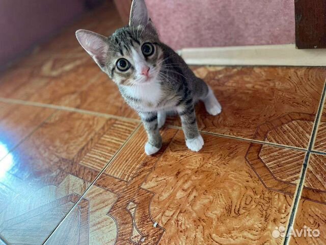 Котенок 2,5мес мальчик