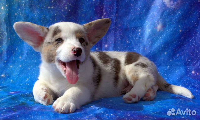 Вельш-корги кардиган