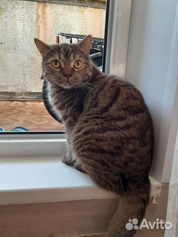 Британский кот