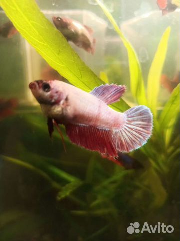 Рыба петушок самка