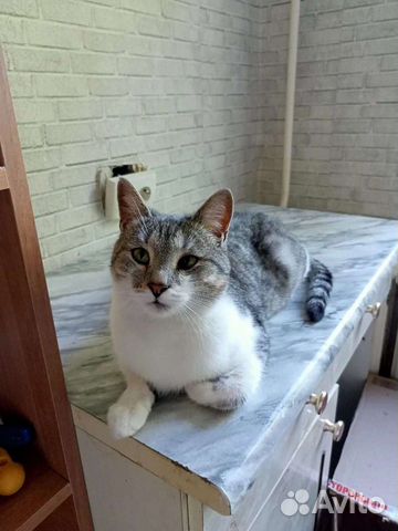 Кошки в добрые руки