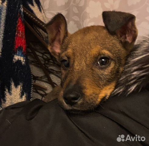 Собака в добрые руки щенок