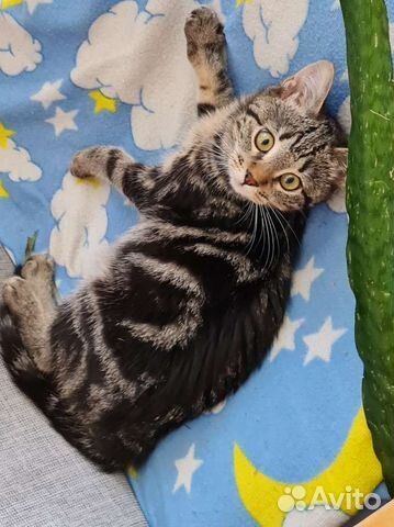 Малыш котенок ищет дом