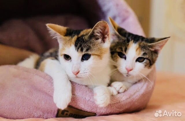 Трехцветочки в добрые руки