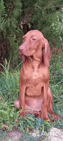 Щенки Венгерской выжлы на продажу