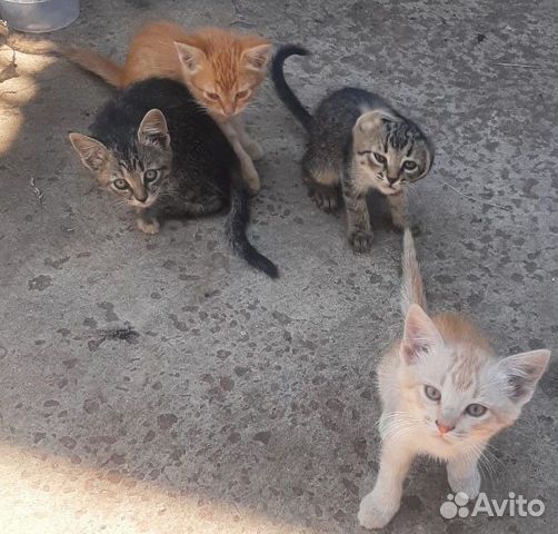 Котята в добрые руки бесплатно