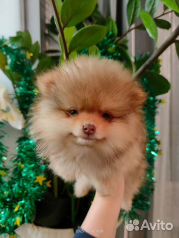 Померашки-малышки