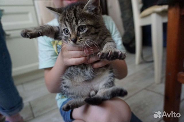 Котенок в добрые руки