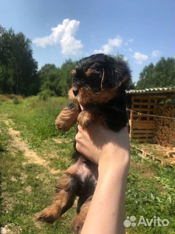 Йоркширский терьер щенки