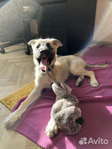 Собака в добрые руки