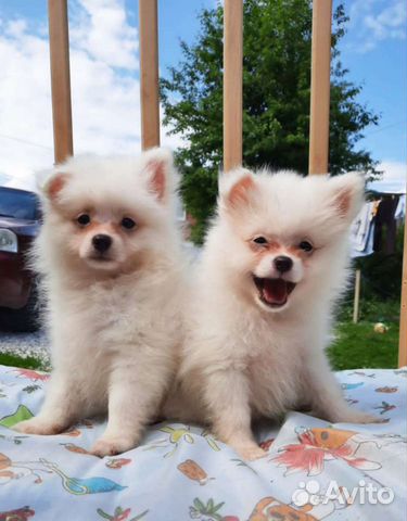 Щенки шпица