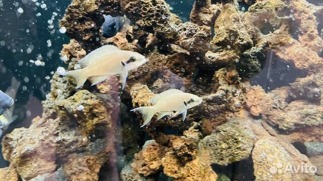 Принцесса бурунди