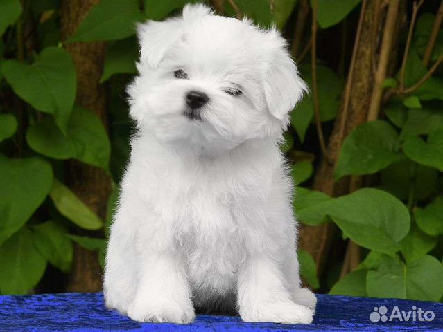 Мальтезе либо Шпиц на вязку