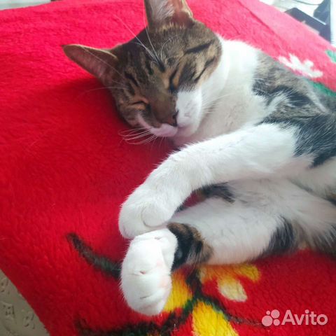 Котик в дар бесплатно