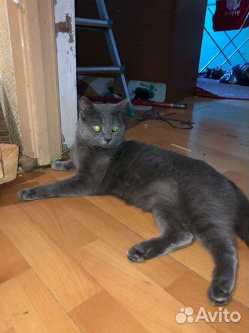 Британский кот на вязку