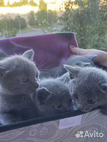Котята