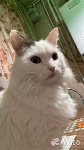Ласковому Тише нужен дом