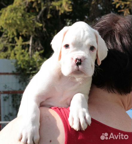 В добрые руки щенок боксёра