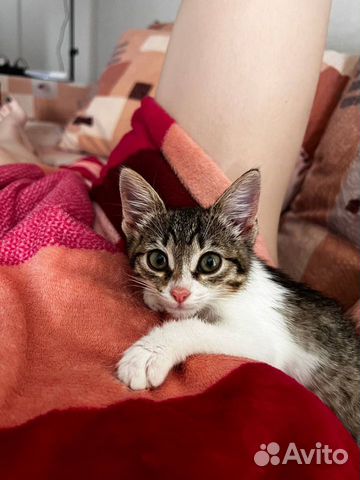 Котенок в добрые руки