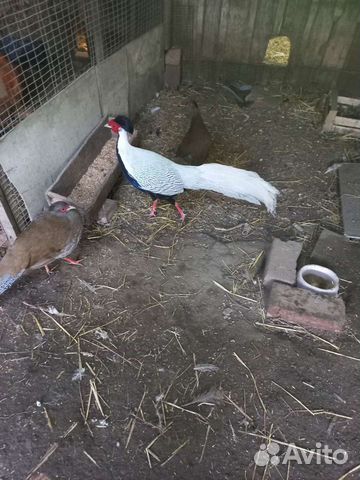 Фазаны серебро и золото