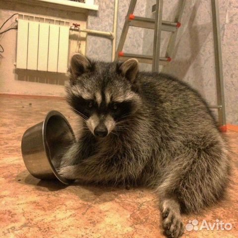Енот