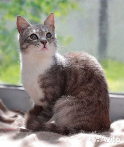 Кошечка Сильвия