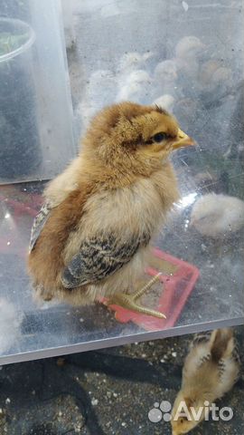 Цыплята домашних поместных кур