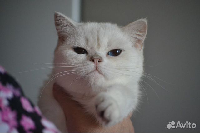 Британская голубоглазая кошечка