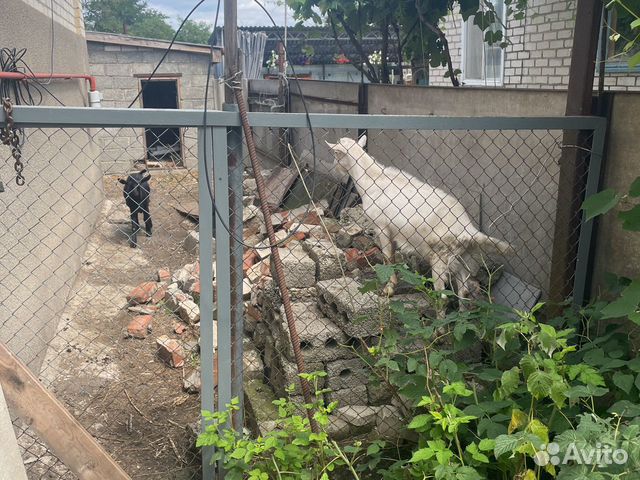 Козлята 2 козела