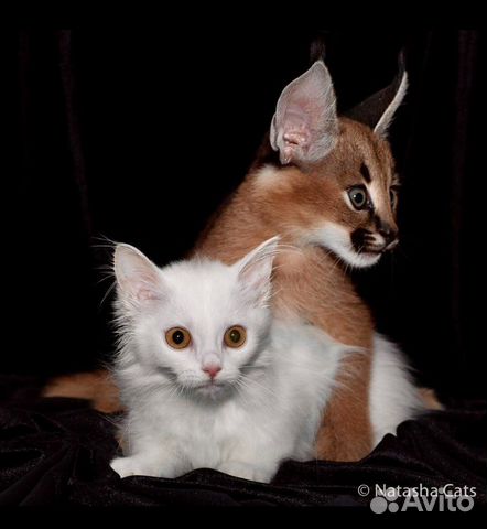 Котенок каракет F0