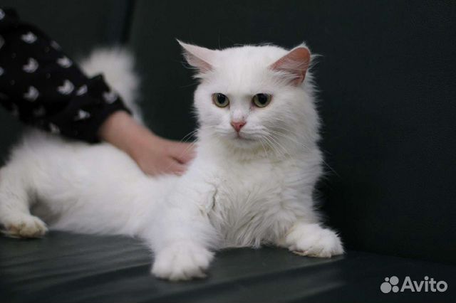 Турецкая ангора