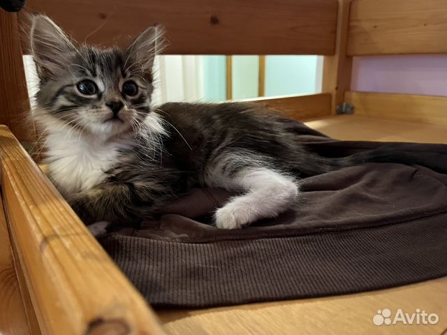 Котенок (девочка)