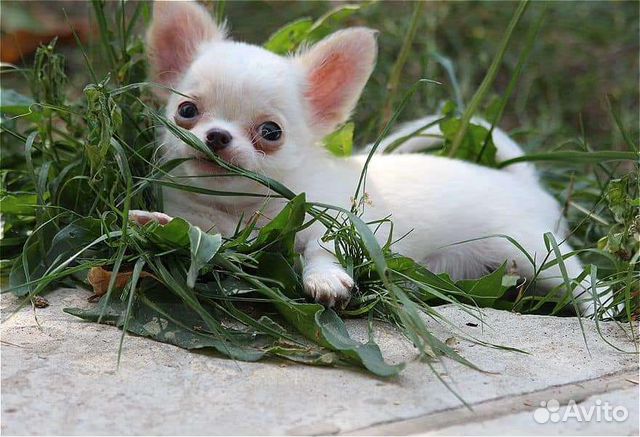 Маленькая красоточка чихуахуа