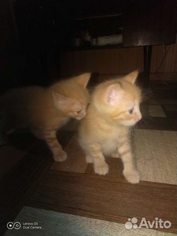 Котики, мальчики светло рыжие