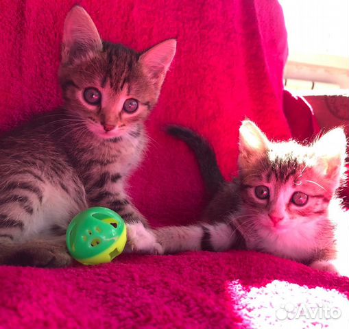 Прелестные полосатые котята девочки в добрые руки