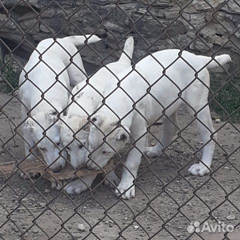 Собака, алабай, среднеазиатская овчарка