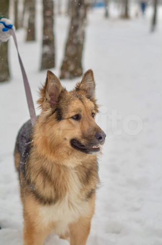 Отдам в хорошие руки, благородный Байкал