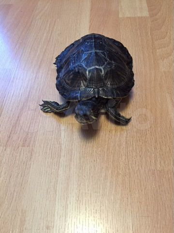 Красноухая черепаха